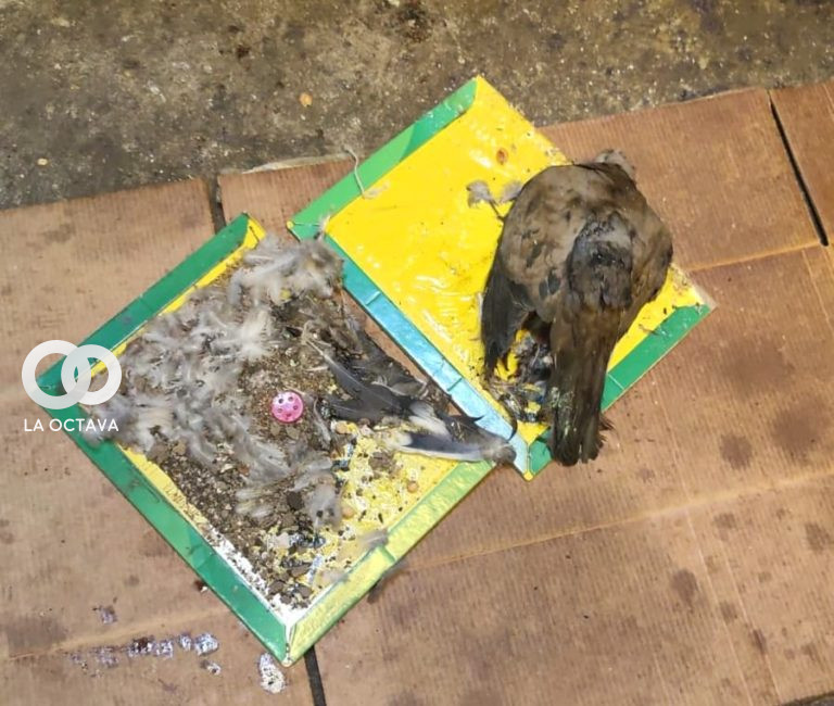 Intendencia Municipal de La Paz halló heces de ratón en puestos de ...